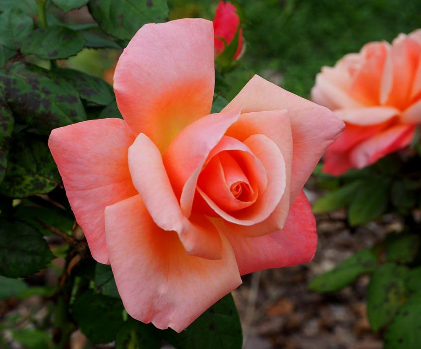 英国 Cocker玫瑰苗圃 Cocker’s Roses – 种苗生产与销售 - 放眼园艺-世界园艺之门